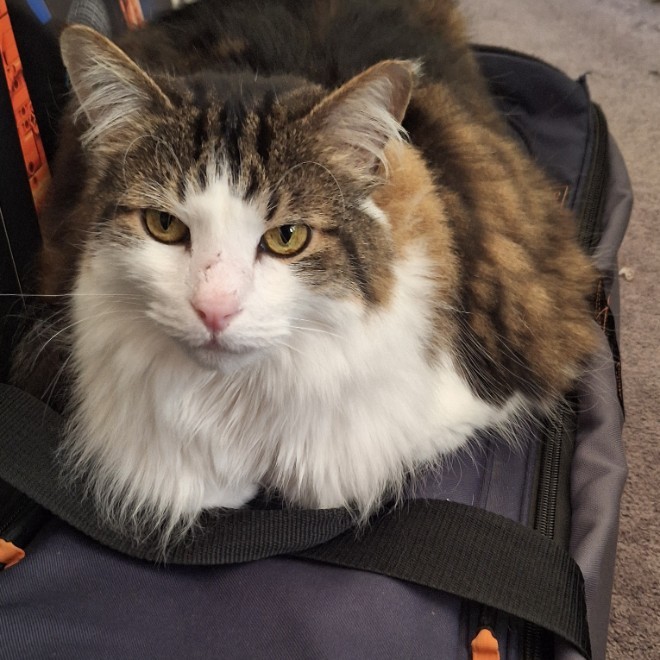 Out Of The Shadows - Elizabeth Githens